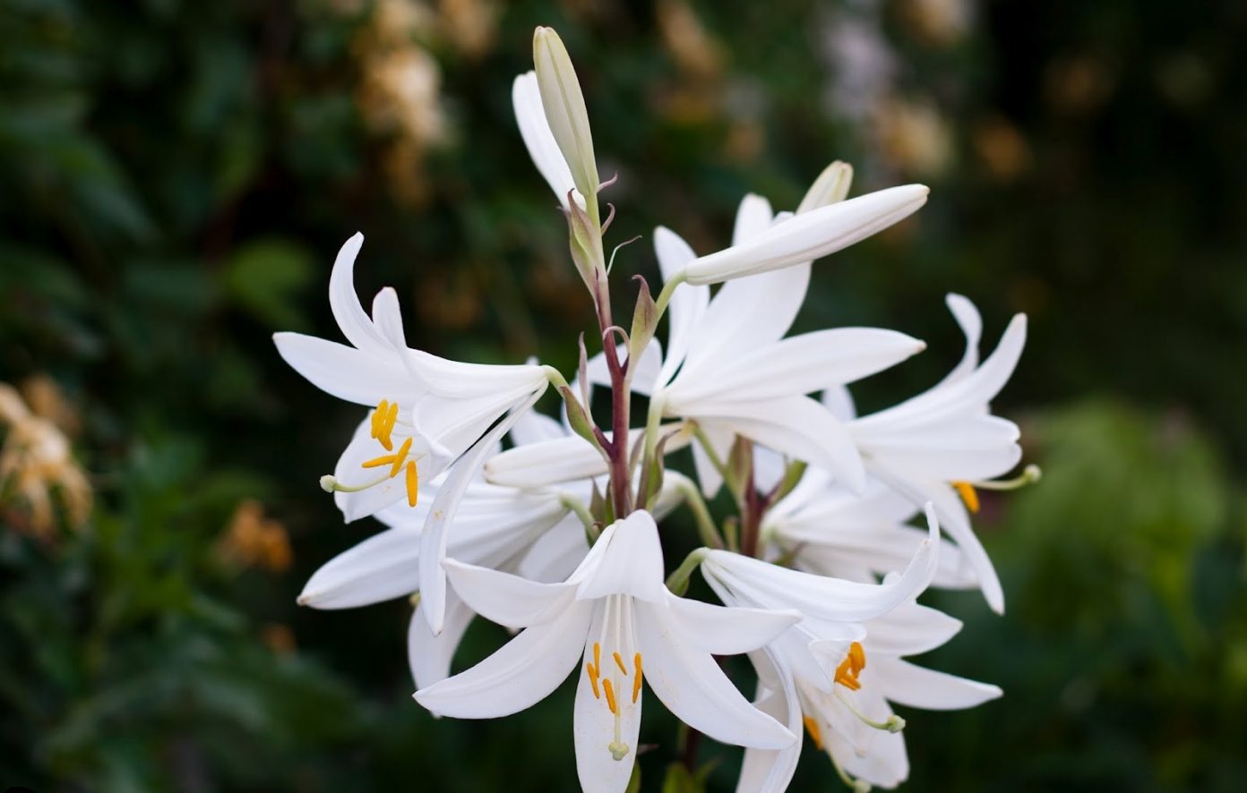 Crinul – doctorul casei. Iată ce boli poți trata cu această floare ...